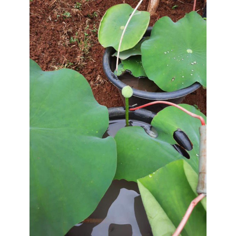 Jual TANAMAN AIR BUNGA LOTUS/POHON LOTUS | Shopee Indonesia