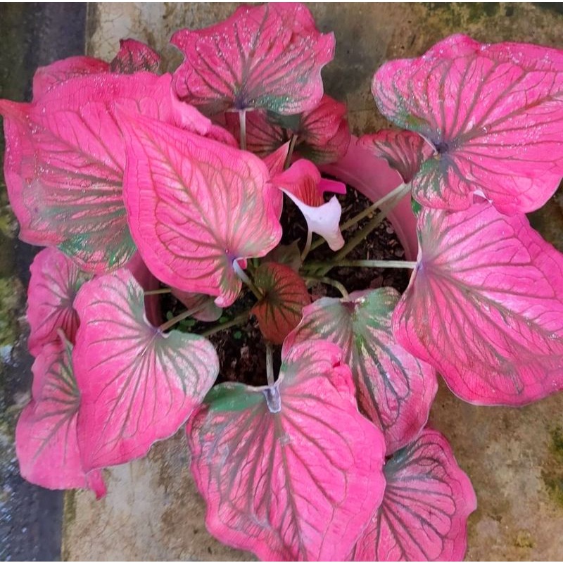 Jual Bunga Caladium Infinity / caladium Murah | Shopee Indonesia