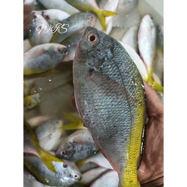 Jual Ikan ekor kuning segar harian super Joss ikan karang 1kg | Shopee ...