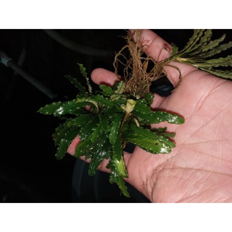 Jual Murah Buce Velvet batangan per kg | Shopee Indonesia