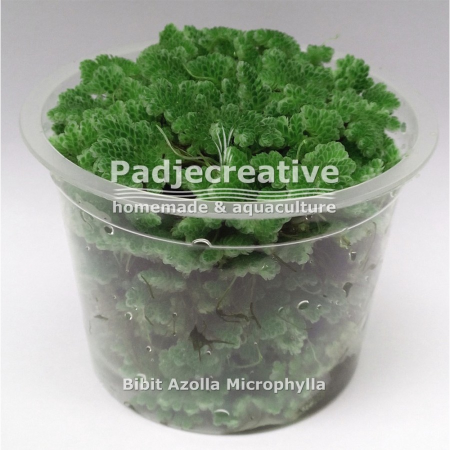 Jual Bibit Azolla Microphylla Tanaman Air Pakan Hewan | Shopee Indonesia