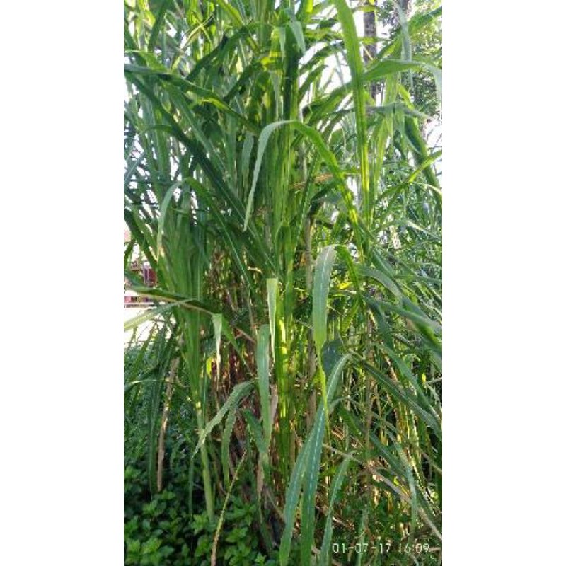Jual bibit king grass / rumput raja | Shopee Indonesia