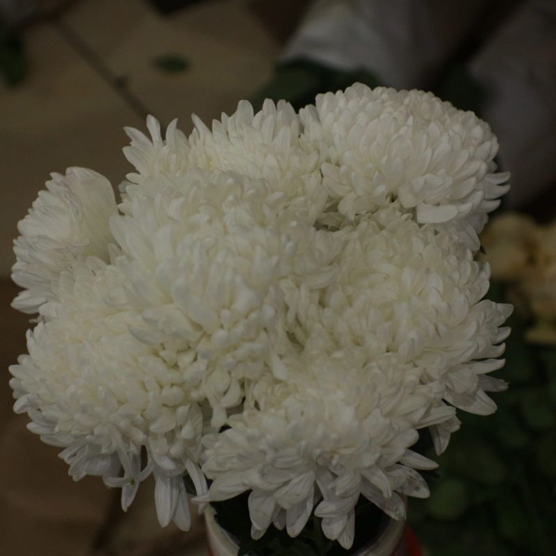 Jual Bunga Potong Krisan / Chrysan potong asli langsung dari kebun isi ...