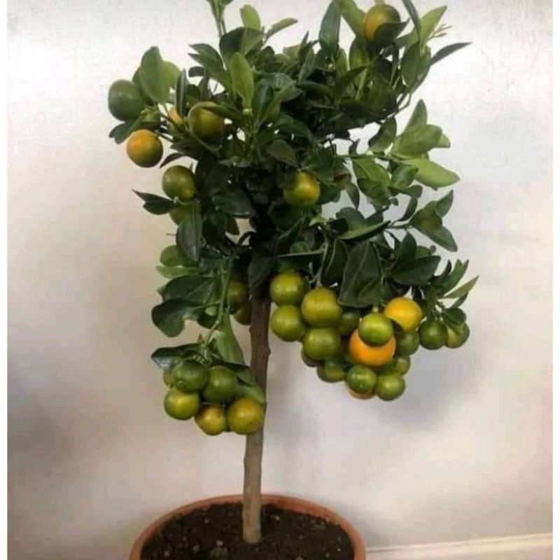 Jual Bibit Jeruk Santang Madu Sudah Berbuah Tanaman Tabulapot (Tanaman Dalam Pot) | Shopee Indonesia