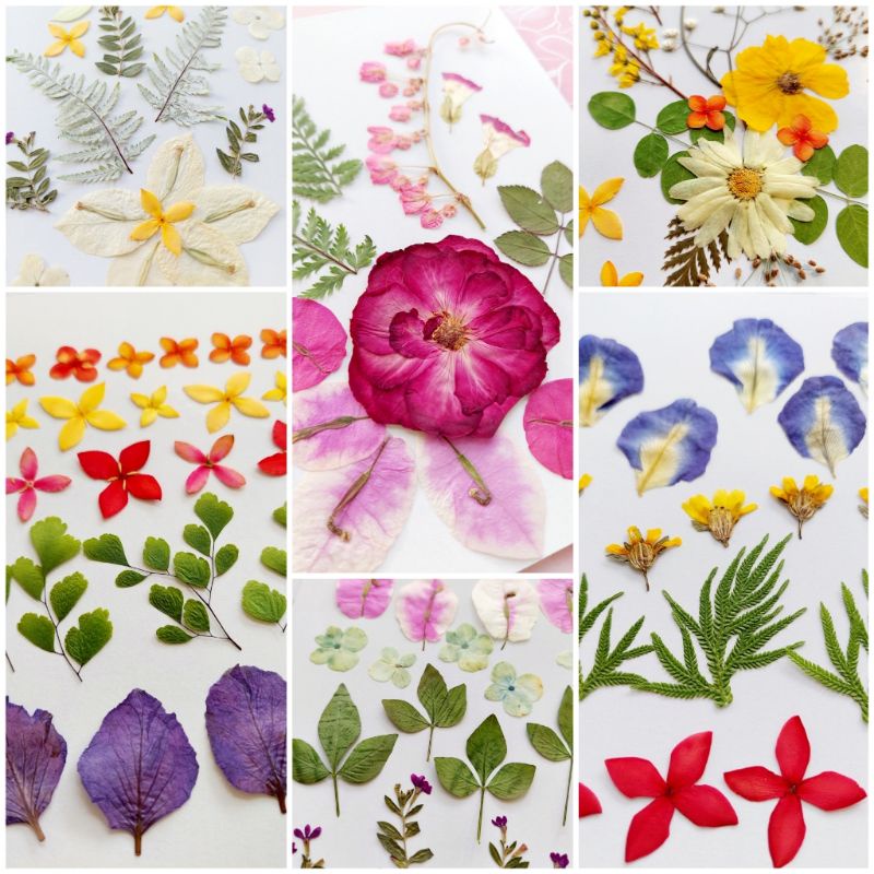 Jual Bundling Pressed Flower Bundling Dried Flower Dried Flower