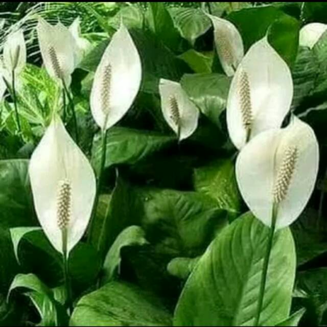 Jual Tanaman hias bunga peace lily - peace lili - spatufilum | Shopee ...