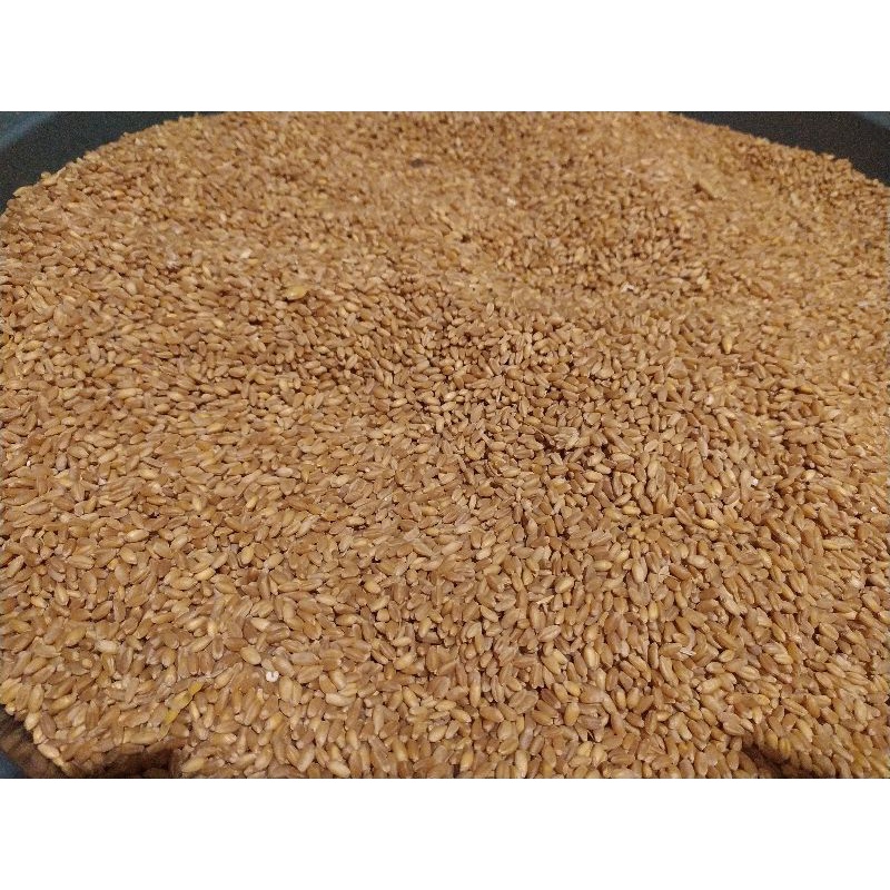 Jual Biji gandum benih rumput gandum utuh kemasan 1kg | Shopee Indonesia