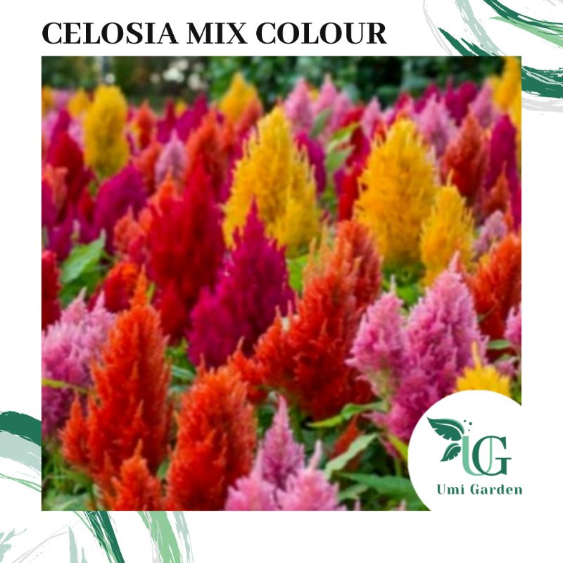 Jual 50 Biji Benih Bunga Celosia Mix Colour Kuning Kuning Muda Merah ...