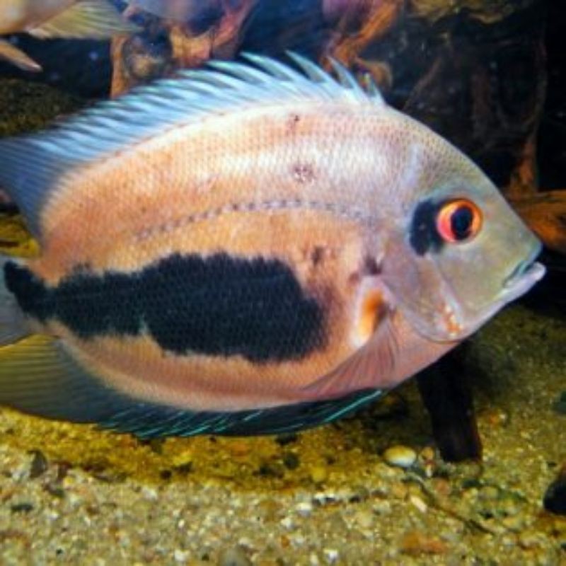 Jual Ikan Hias Urau Cichlid | Shopee Indonesia