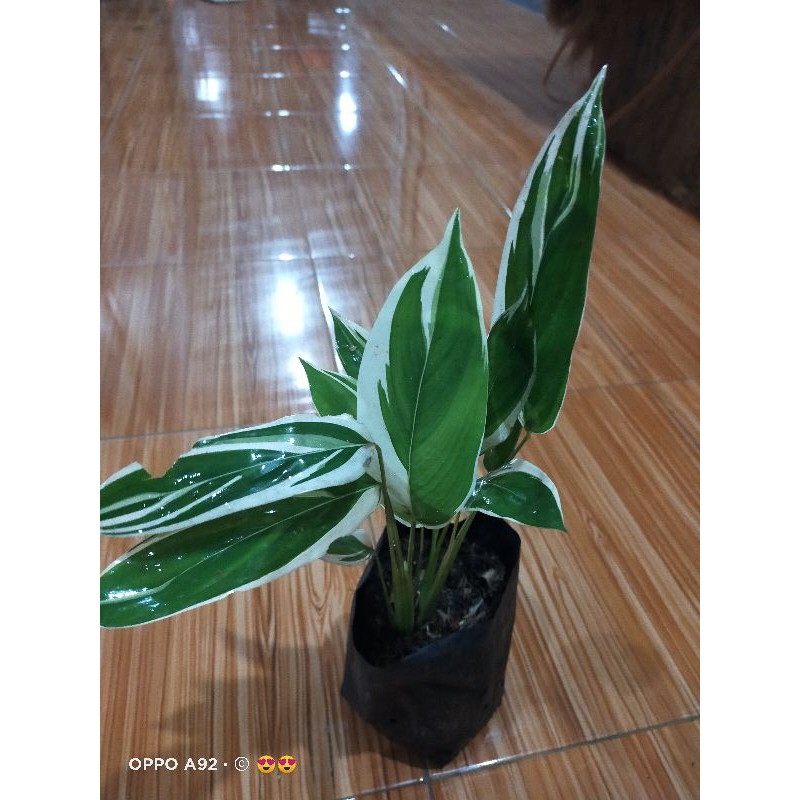 Jual TANAMAN GARUT VARIEGATA | Shopee Indonesia