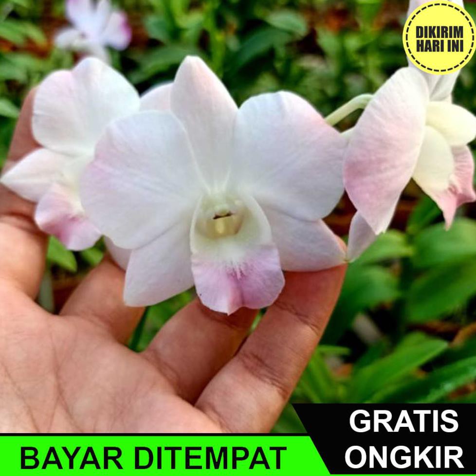 Jual (BAYAR DITEMPAT) JH4914 ANGGREK DENDROBIUM AIRY PEACH (BAYAR DITEMPAT) | Shopee Indonesia