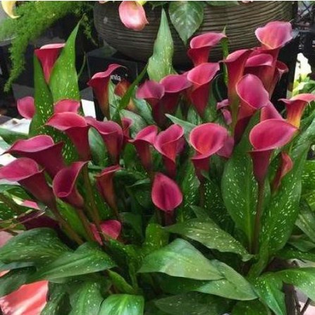 Jual Tanaman Hidup Bunga Calla Lily Tanaman Hias Bunga Calla Lily ...