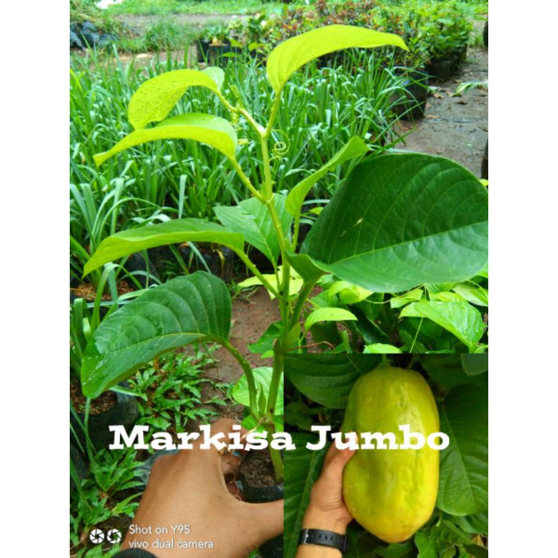 Jual BIBIT MARKISA JUMBO SUPER UNGGUL | Shopee Indonesia