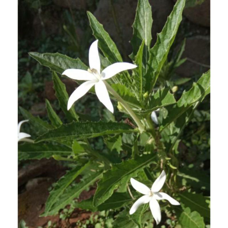 Jual Tanaman Bunga Kitolod Pohon Tetes Mata Herbal Ki Tolod Kitolot ...