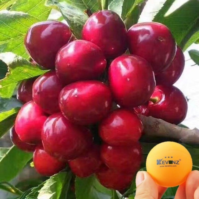 Jual Benih Bibit 5 Biji Buah Black Cherry Ceri LANGKA Big Red Black ...