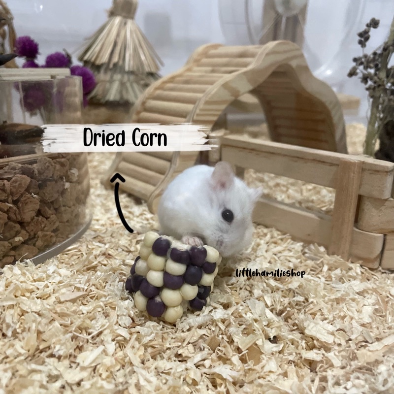 Jual Dried Corn 2pcs | Snack Hamster | Cemilan Hamster by ...