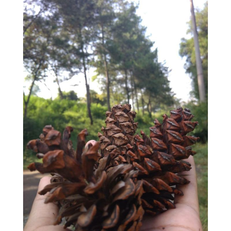 Jual bunga pinus kering / pinus / rustic / props foto | Shopee Indonesia