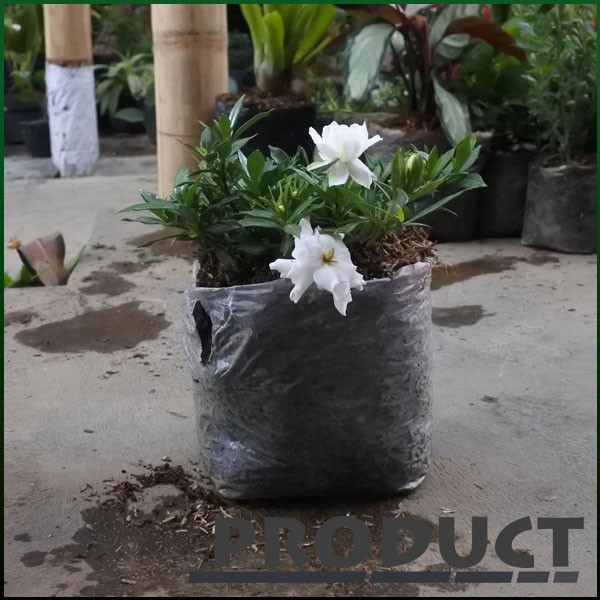 Jual Tanaman hias Melati kaca piring mini bunga putih wangi | Shopee ...