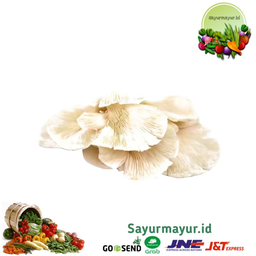 Jual JAMUR TIRAM SAYURAN PER 1/4 (250 GRAM) | Shopee Indonesia