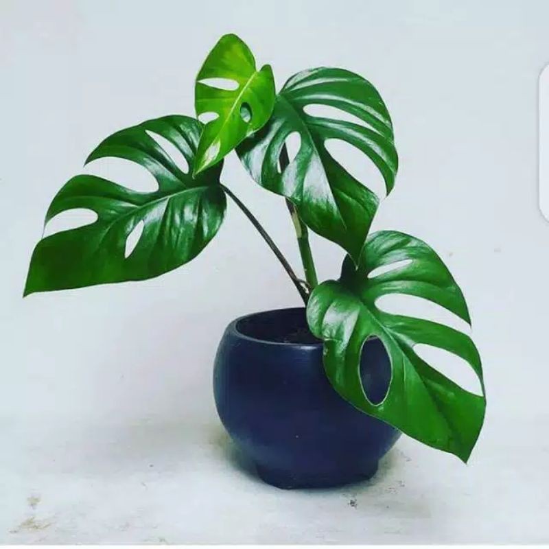 Jual Monstera,Rhaphidophora,pertusa | Shopee Indonesia