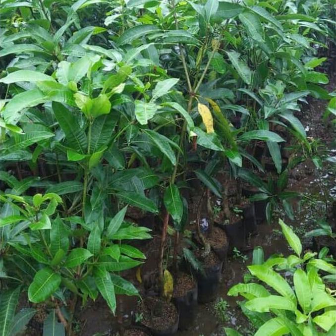 Jual Bibit Tanaman! Paket 3 Bibit Tanaman Hidup Buah Mangga Indramayu ... Jual Bibit Tanaman! Paket 3 Bibit Tanaman Hidup Buah Mangga Indramayu ...