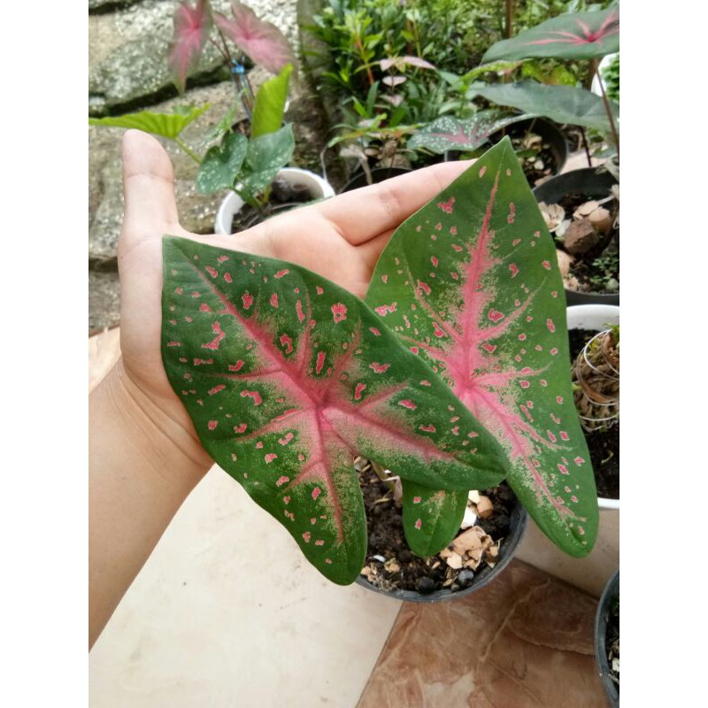 Jual caladium red splash,aoh/joker,white chridtmas,bercak darah,red ...