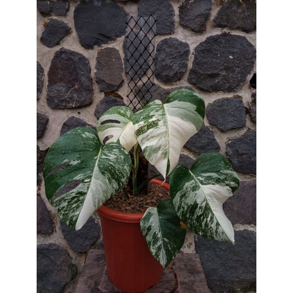 Jual Monstera White Tiger Marble | Shopee Indonesia