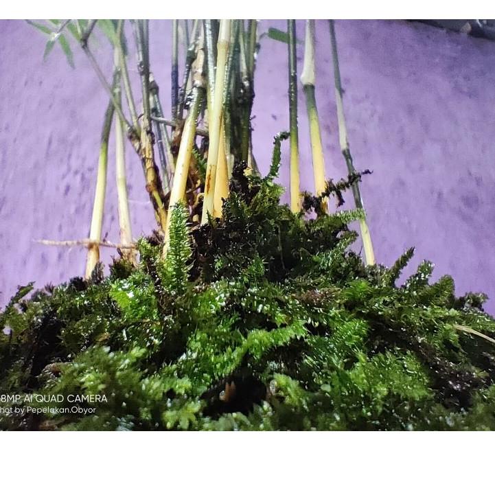 Jual [NEW VARIANT!!!] TANAMAN BONSAI BAMBU MINI MICRO/ TANAMAN BAMBU ...