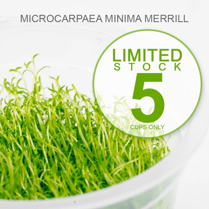 Jual Microcarpaea Minima Merrill - Tanaman Aquascape | Shopee Indonesia