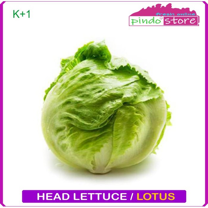 Jual HEAD LETTUCE / SELADA LOTUS / SELADA BULAT 500 GRAM | Shopee Indonesia