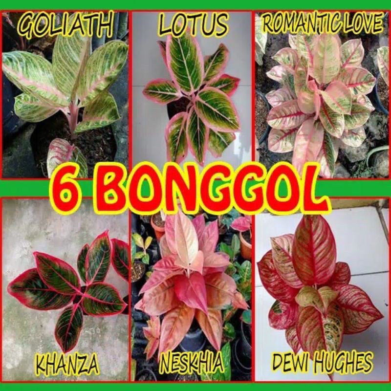 Jual PAKET BONGGOL AGLONEMA NESKHIA, LOTUS, KHANZA, DEWI HUG, ROMANTIC ...