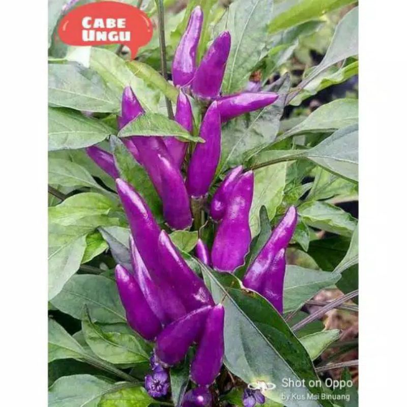 Jual Cabai Hias Cabe Ungu | Shopee Indonesia