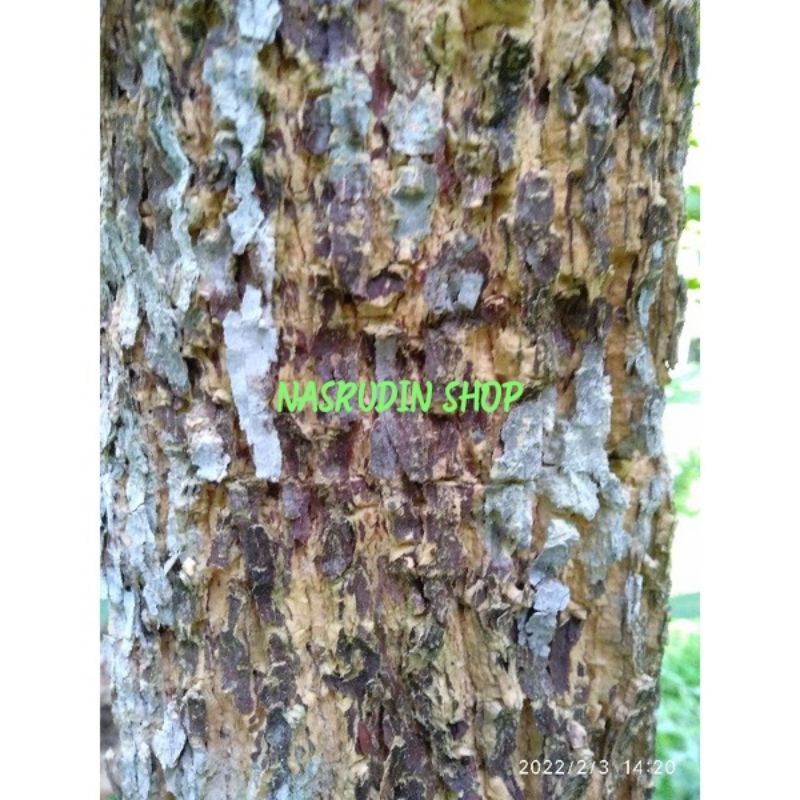 Jual KULIT KAYU LAME SEGAR / KULIT KAYU PULE / KULIT POHON KAYU PULE ...