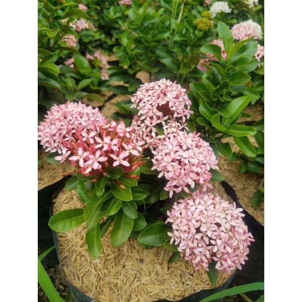 Jual JUAL TANAMAN HIAS IXORA CHINENSIS/ASOKA JAWA PINK | Shopee Indonesia
