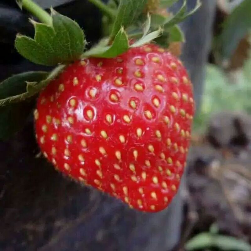 Jual strobery(1 kilo) | Shopee Indonesia