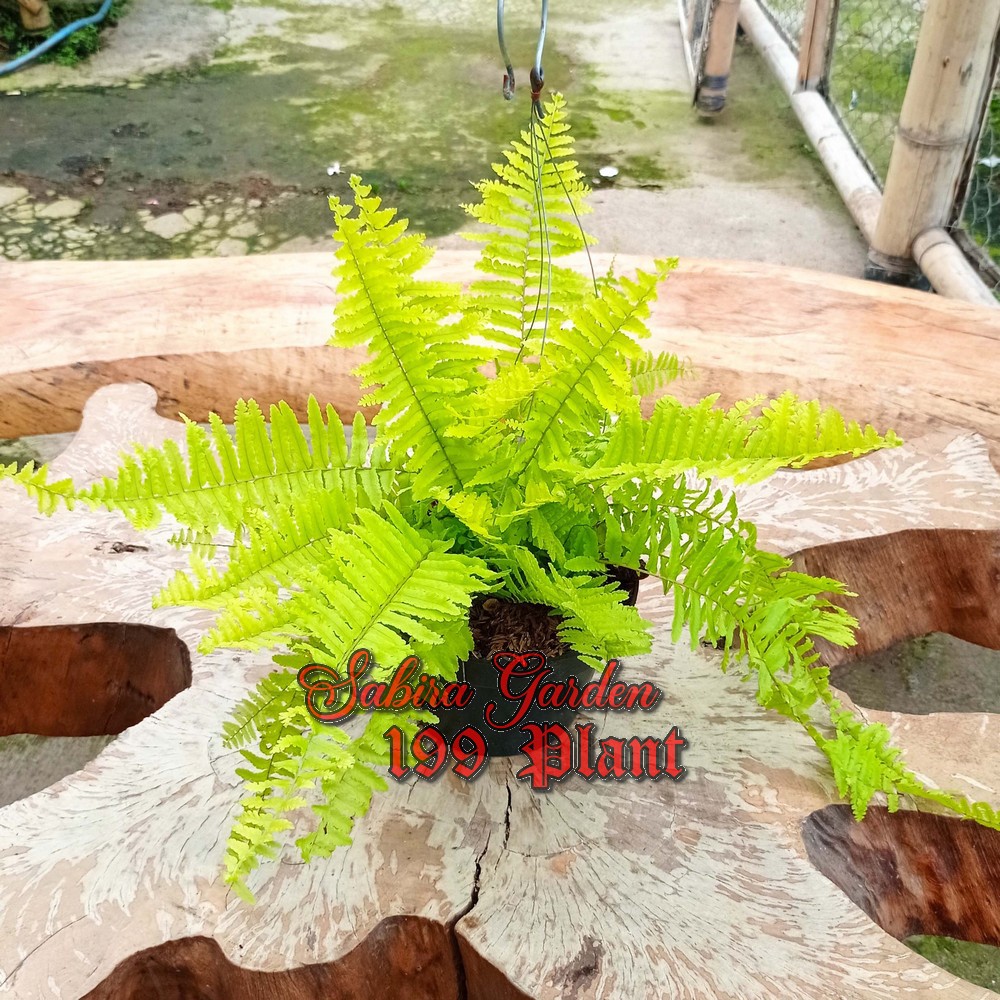 Jual TANAMAN HIAS GANTUNG Pakis daun kuning (nephrolepis exaltata ...
