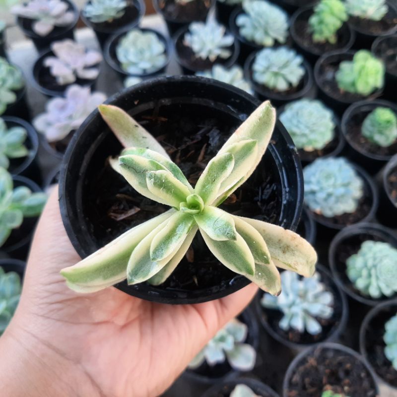 Jual Sukulen Bebas Pilih Jenis Kaktus Sukulen Mini Tanaman Hias Hidup ...