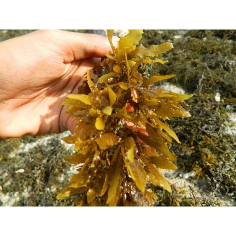 Jual rumput laut sargassum fresh 1kg | Shopee Indonesia