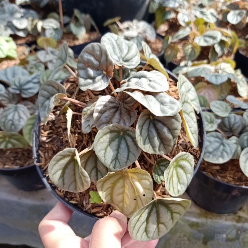 Jual tanaman hias peperomia silver caperata / peperomia silver ripple ...