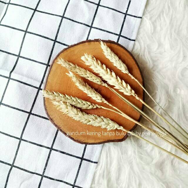 Jual 4 tangkai gandum kering (non bulu) | Shopee Indonesia