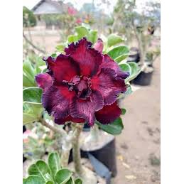 Jual Bibit Pohon Adenium Kamboja Bunga Merah Ati Tanaman Hias Adenium