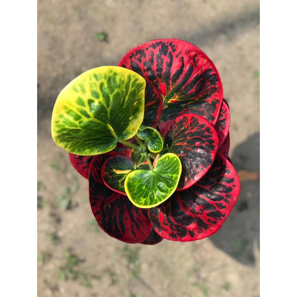 Jual Tanaman hias bunga puring SRG warna cantik daun menor berkwalitas ...