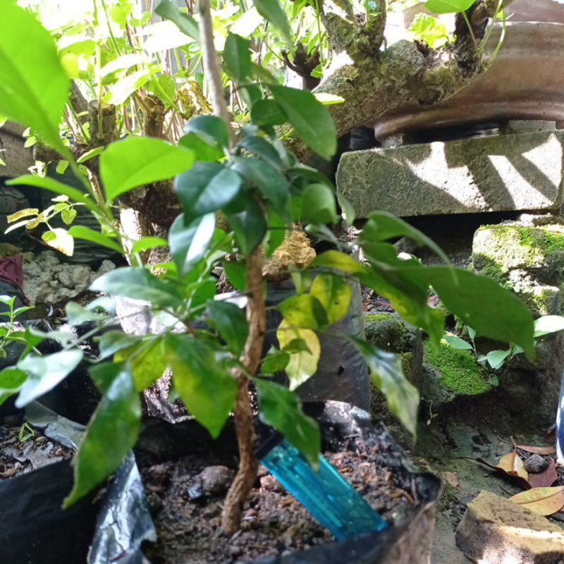 Jual bahan bibit bonsai kemuning lokal | Shopee Indonesia