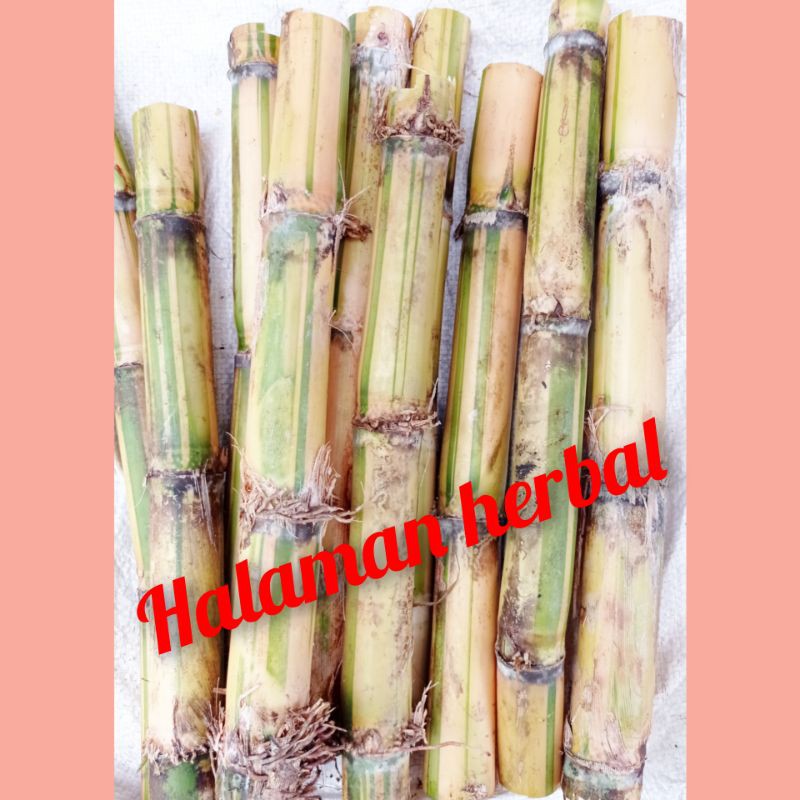 Jual bibit stek tebu kuning | Shopee Indonesia