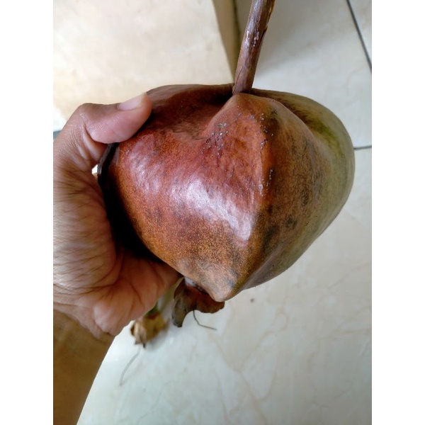 Jual BUAH TUA POHON BUTUN BIJI BUTUN UNTUK HIASAN DAN PENEDUH ATAU OBAT ...