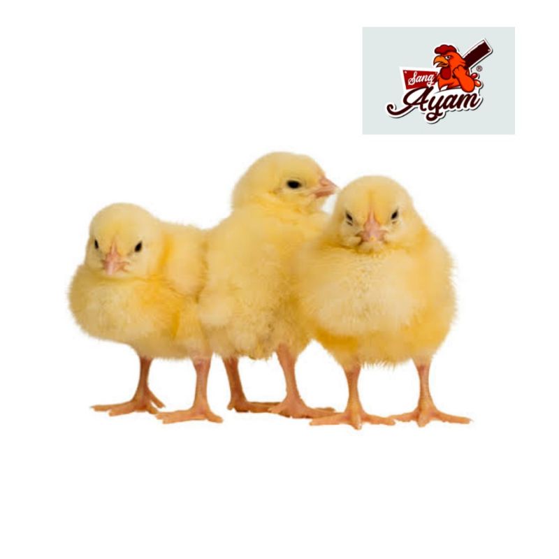 Jual DOC Broiler | Anak Ayam Broiler | Ayam Pedaging Super Per box ...