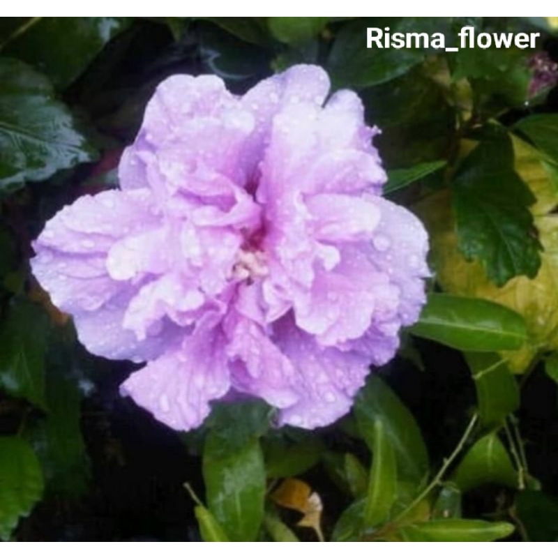 Jual POHON KEMBANG SEPATU TUMPUK BUNGA UNGU - VIOLET / TANAMAN HIAS ...