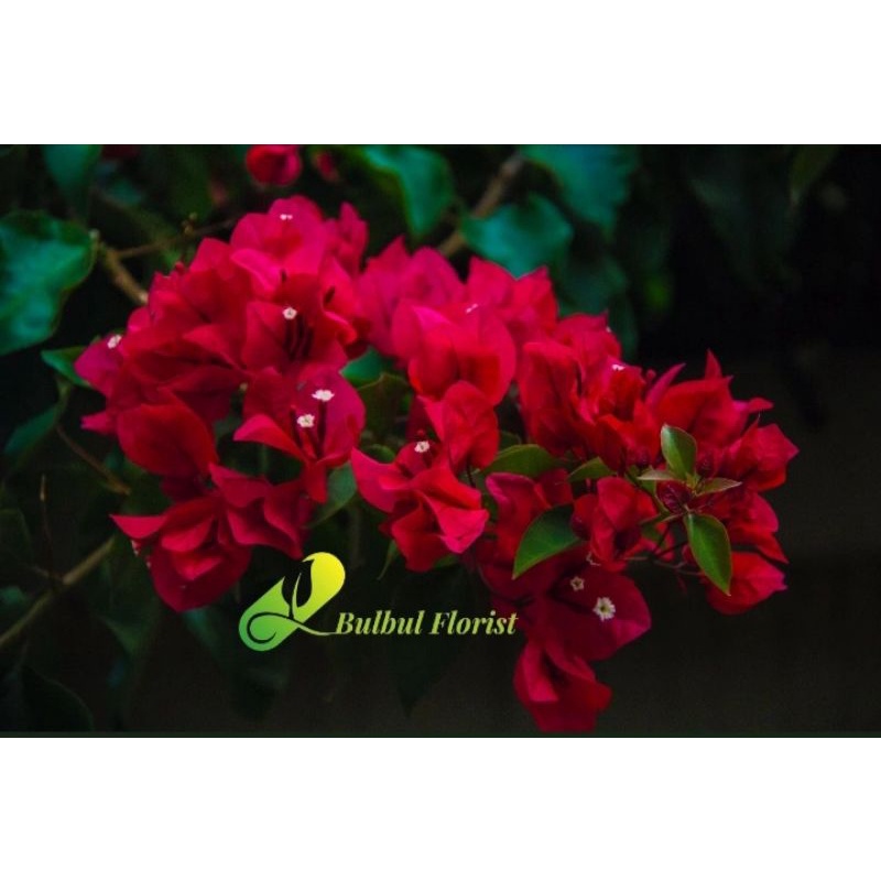 Jual Tanaman Bunga Bougenville Varigata Merah Fanta Shopee Indonesia