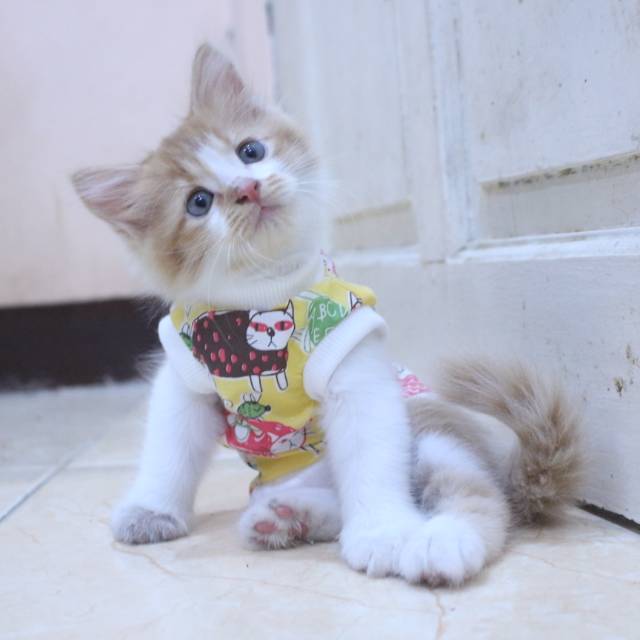 Jual Baju simple motif kucing kuning untuk kucing dan anjing / baju ...