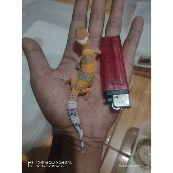 Jual emerine super giant bongsor..... | Shopee Indonesia